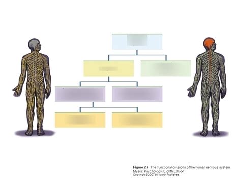 NERVOUS SYSTEM Diagram Quizlet