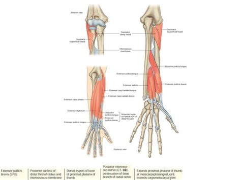 Extensor Compartment Of Forearm 1ppt