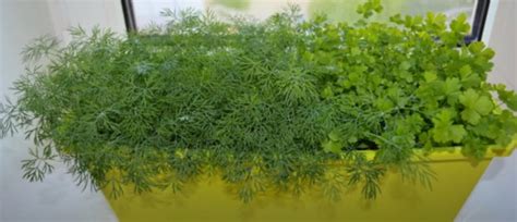 Як у домашніх умовах виростити запашний кріп прямо на підвіконні Читайте на Ukr Net