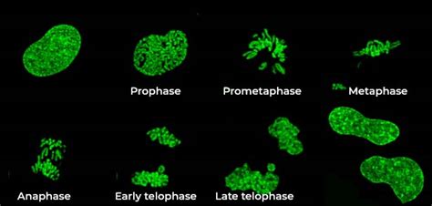 Live Cells Details And Dynamics With Structured Illumination Microscopy