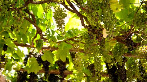 Smak Av Portugal Med Merete Bø Bærum Kulturhus