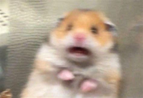 더쿠 밤비 닮았다는 햄찌짤 이거아님