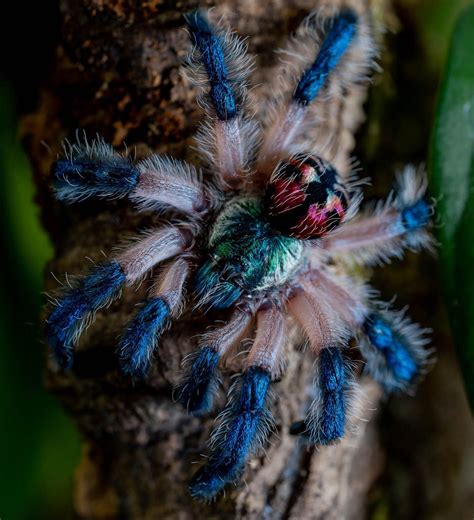 Brazilian Jewel Tarantula At William Pendleton Blog