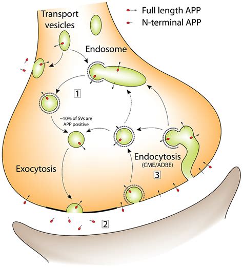 Presynaptic Terminal