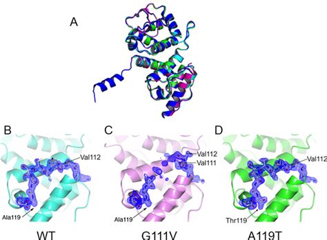 Effects Of Mutations In The Actin Binding Domain On Structure A