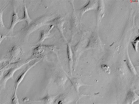 Rat Embryonic Fibroblasts