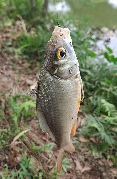 Bí Quyết Câu Cá Diếc Siêu Bá đạo Dành Cho Cần Thủ Fishing Hcm
