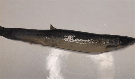 Invasive Fish Captured In Ns Is First Of Such Species Found In