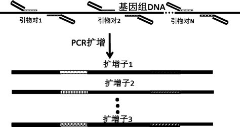 Primer Composition Used For Multiplex Pcr Eureka Patsnap