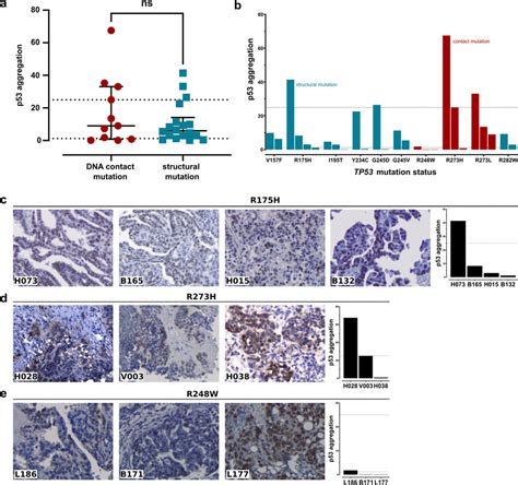 Analysis Of P53 Aggregation Propensity Of Specific Mutations Missense Download Scientific