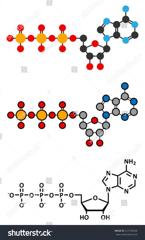 Adenosine Triphosphate Atp Molecule Functions Neurotransmitter Stock Vector Royalty Free