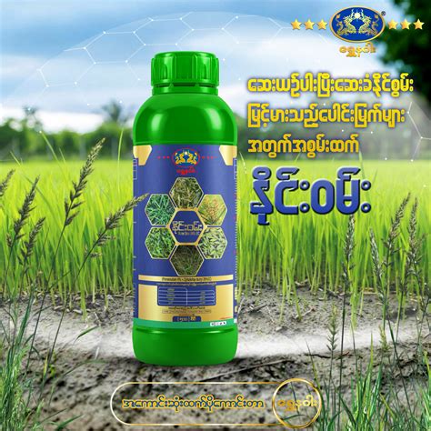 Myanma ဆေးယဉ်ပါးပြီးဆေးခံနိုင်စွမ်းမြင့်မားနေတဲ့ စပါးခင်းထဲက ဒေါင်းမ