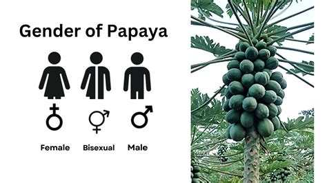 How To Classify The Gender Of Papaya Flowers And Fruits Youtube