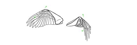 Bird Wings Animation Tutorial Template Monika Zagrobelna