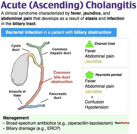 Acute Ascending Cholangitis Emergency Nursing Medical Knowledge Medical School Stuff