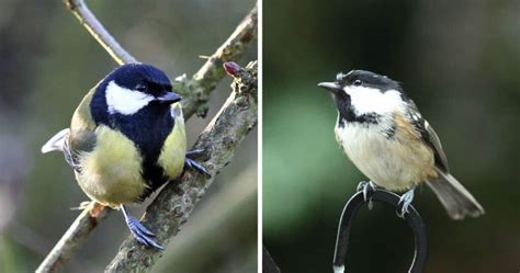Great Tit Vs Coal Tit 11 Key Differences Explained Bird Nature
