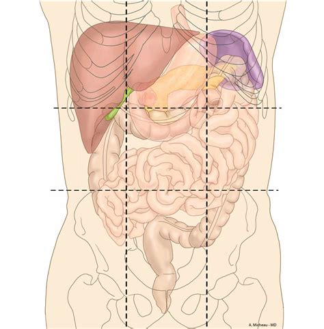 Cavidad Abdominal E Anatomy Imaios