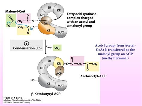 Ppt Fatty Acid Oxidation Ketone Bodies Fatty Acid Synthesis