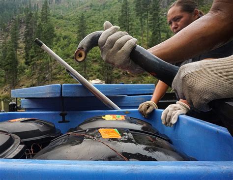 Pacific Lamprey Ready For Release