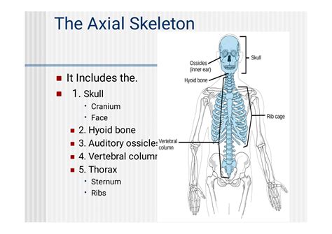 Axial Skeleton Human Anatomy Mbbs Pdf