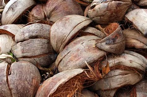 코코넛 껍질 사진 Unsplash에서 무료 이미지 다운로드