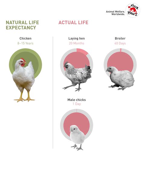 Does A Rooster Have Testicles Rooster Anatomy 101 Beasts Loco