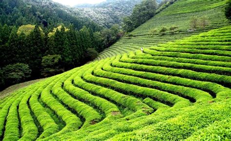 Savoring The Countrys Finest A Journey Through The Tea Estates In India