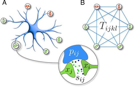 Neuron Astrocyte Associative Memory Lifeboat News The Blog
