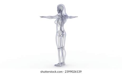 Female Skeletal System Isolated Anatomy 3d Stock Illustration