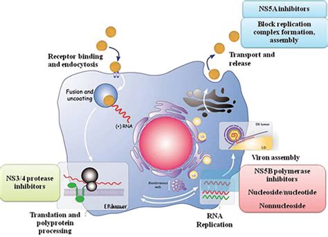 Egypts Swift Elimination Of Hepatitis C A Model For Success Globally William A Haseltine