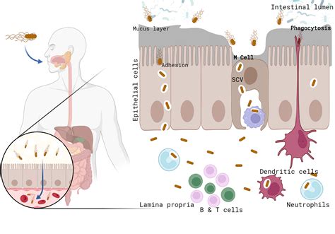 Salmonella Pathogenesis Biorender Science Templates