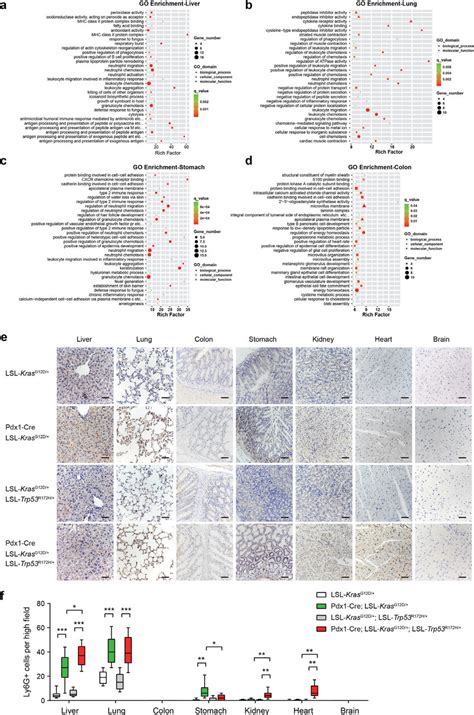 Neutrophilic Inflammation Induced By Panins And Pdac A D Gene