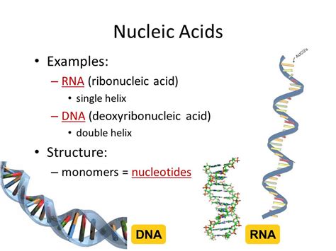 Rna Examples