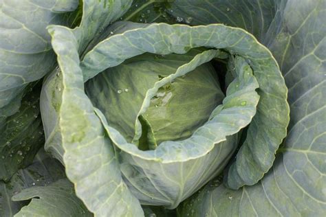 Коли припиняють поливати капусту перед збором урожаю