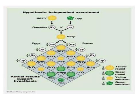 Patterns Of Inheritance Mendelian Inheritance Pptx