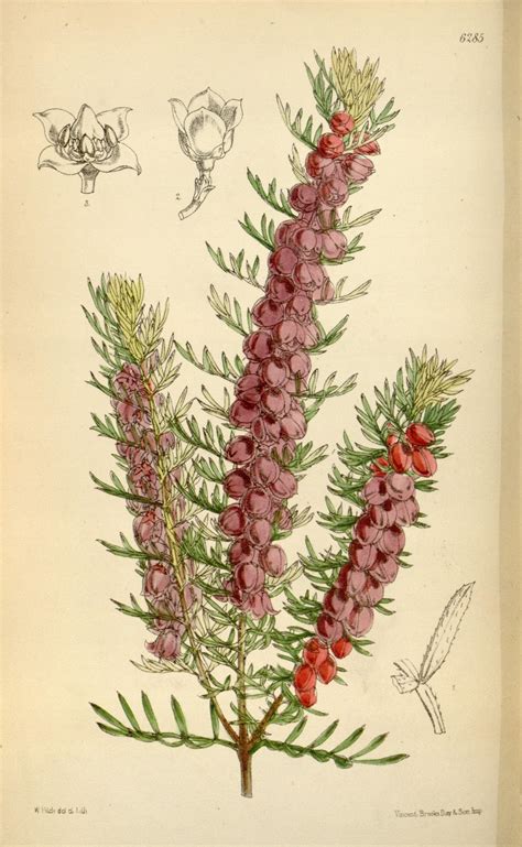 Georgiana Molloy 1805 1843 Botanist Western Australia Biodiversity Heritage Library