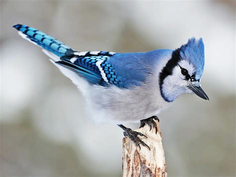 Blue Jay Celebrate Urban Birds