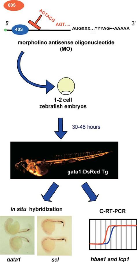Functional Genomics Screen In Zebrafish The Hematopoietic Function Of