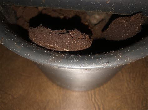Found These Infesting Our Coffee Ground Bin Can Anyone Identify R Whatsthisbug