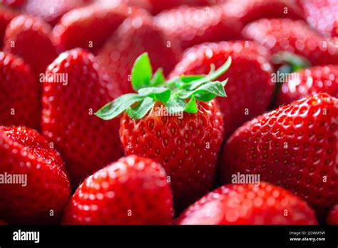 Red Strawberries Close Up Freshly Picked Ripe Red Strawberries Ready