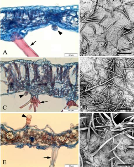 Evaluation Of Predictability Of The Pls‐da Model In The Classification Download Scientific