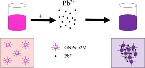 Overview Of The Specific Colorimetric Detection Of Pb²⁺ With Gnps α2m Download Scientific