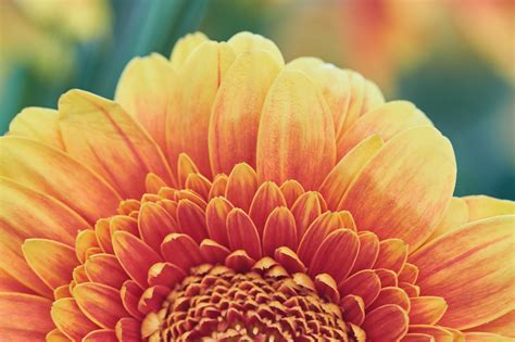 Gerbera Flower Plant Free Photo On Pixabay