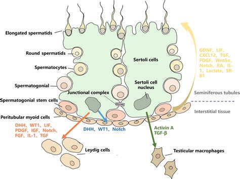 Myoid Cells Function