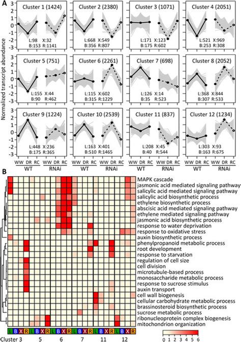 Self Organizing Map Som Clustering And Go Enrichment Of De Genes