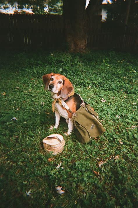Peanuts Beagle Scouts 35mm Film Camera