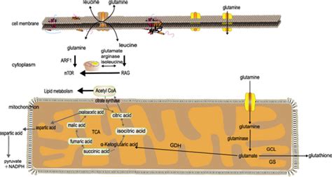 Full Article Research Progress Of Liver Cancer Recurrence Based On