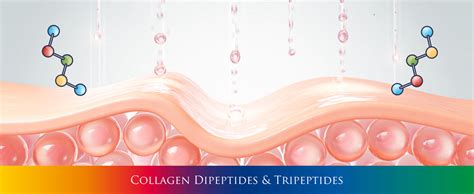Dipeptides And Tripeptides The Future Of Collagen Holistic Way