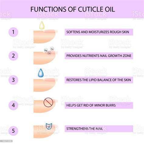 왜 큐티클 오일을 사용 전문 매니큐어 가이드 벡터 일러스트레이션 인포그래픽 매니큐어 미용술에 대한 스톡 벡터 아트 및 기타 이미지 매니큐어 미용술 손톱 가짜 속눈썹