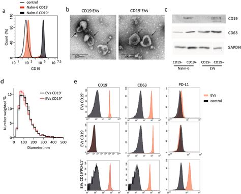 Characterization Of Evs Isolated From Tumor Cells A Cd19⁺ And Cd19
